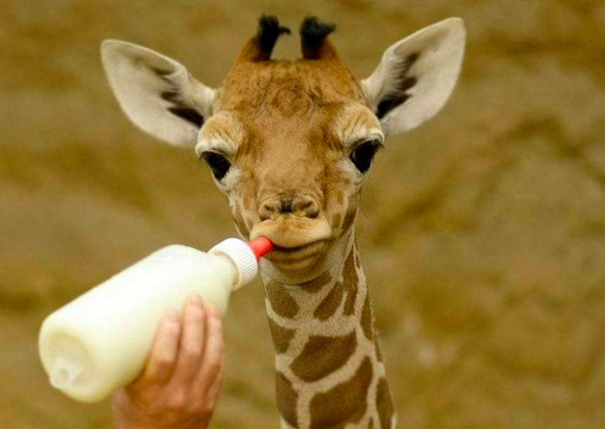 25 Jobs Where You Get To Work With Animals Stacker 25 Jobs Where You Get To Work With Animals Stacker